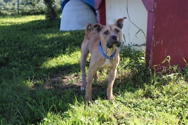 Kindness for Kaine | Pope Memorial Humane Society-Cocheco Valley