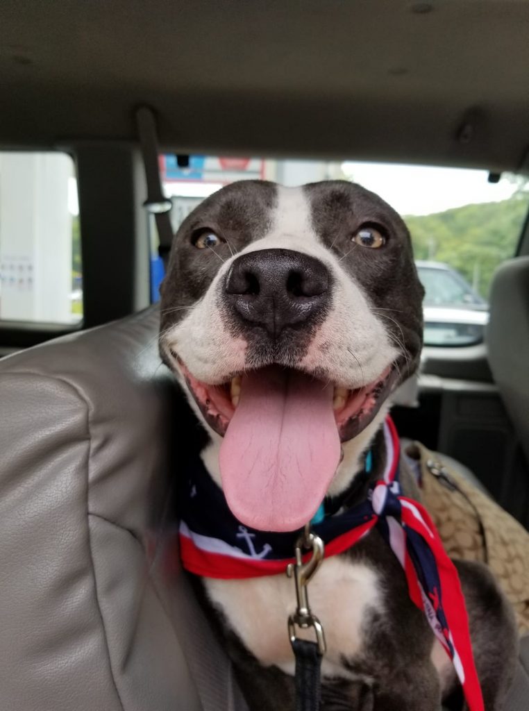 The Truth About Pit Bulls | Pope Memorial Humane Society-Cocheco Valley