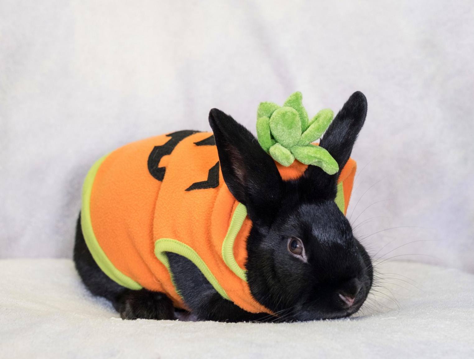 Best Pet Halloween Costumes For 2018 Pope Memorial Humane Society Best Pet Halloween Costumes For 2018 Pope Memorial Humane Society