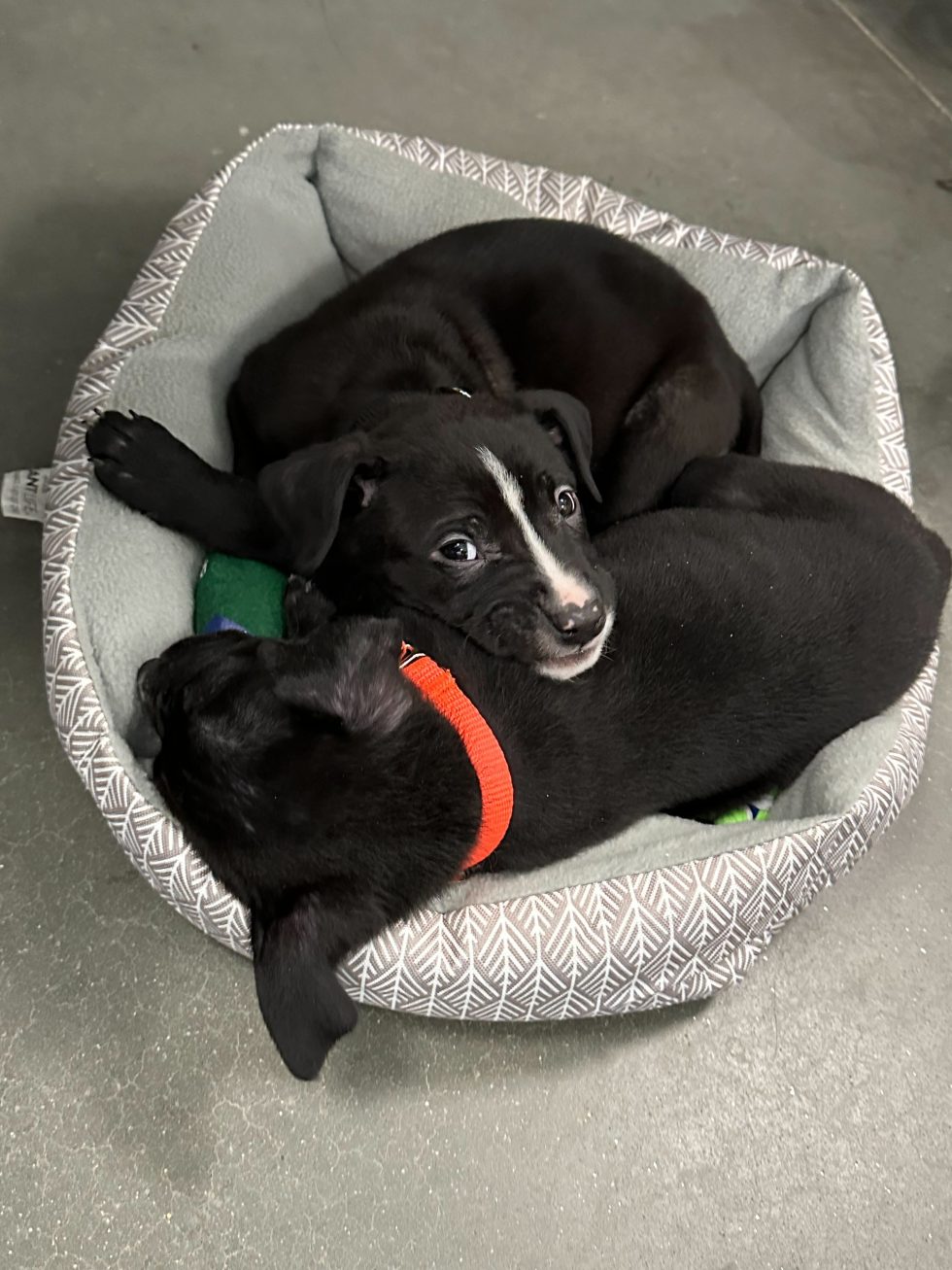 Adoption Event at Lovebirds Donuts | Pope Memorial Humane Society ...